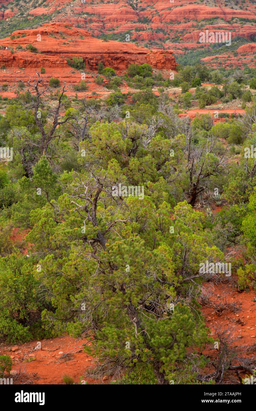 Pinyon pine juniper forest view hi-res stock photography and images - Alamy