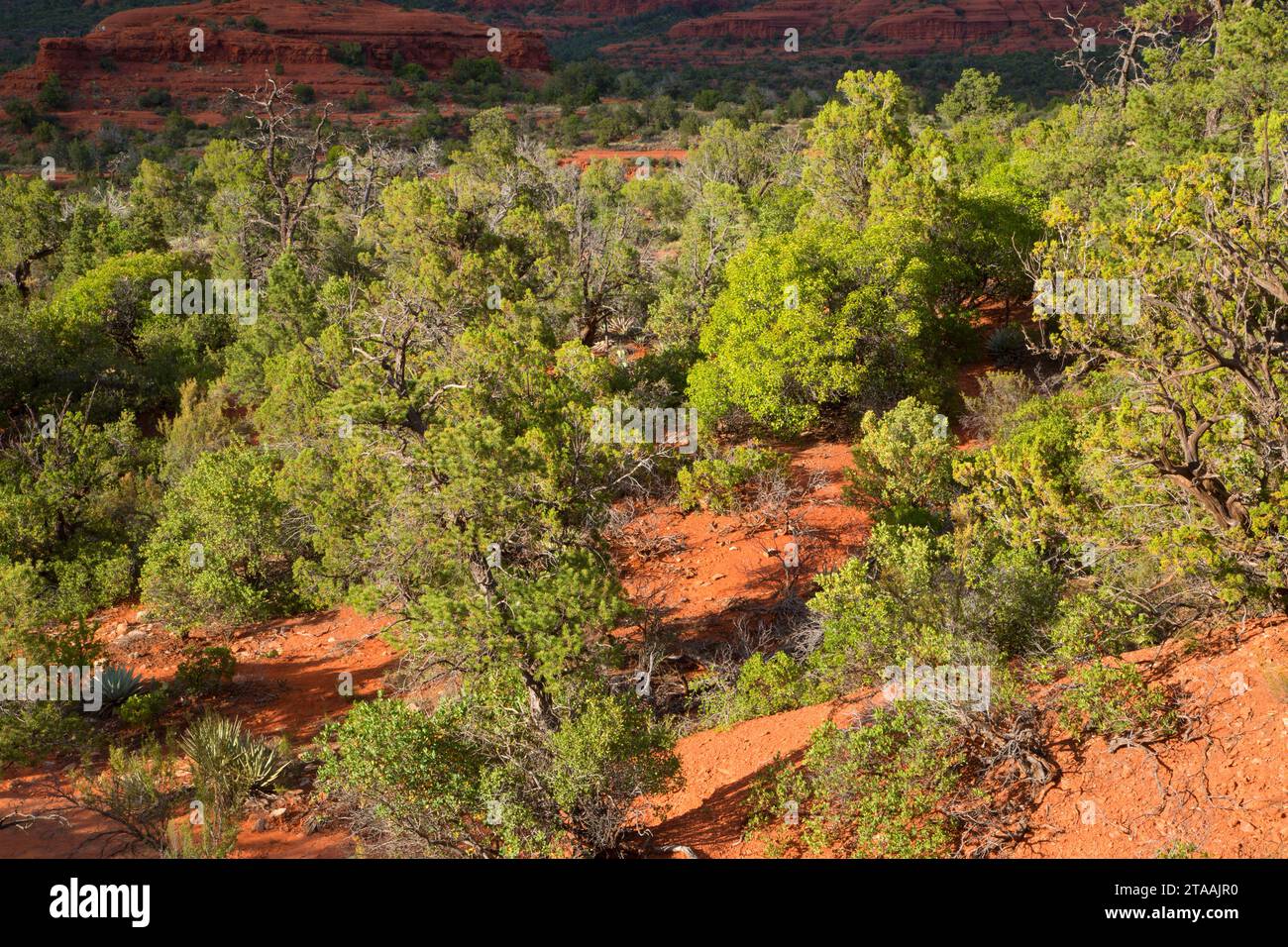 Pinyon pine-juniper forest view, Munds Mountain Wilderness, Red Rock ...