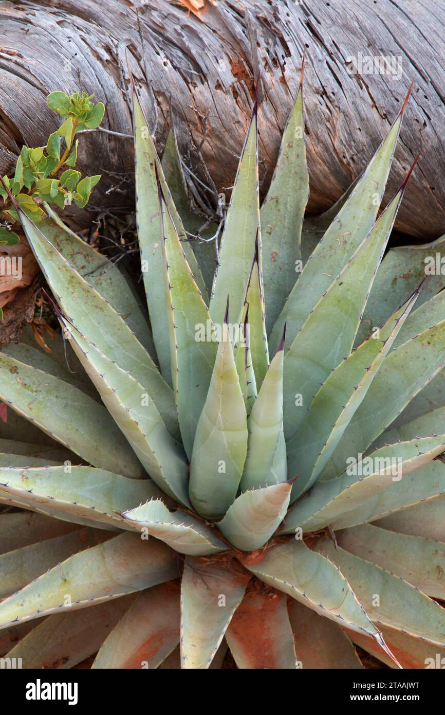 Century plant, Munds Mountain Wilderness, Red Rock Scenic Byway ...