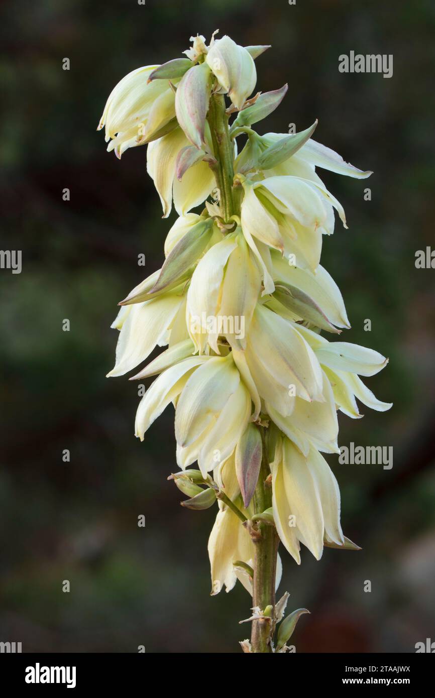 Yucca along Bell Rock Pathway, Red Rock Scenic Byway, Coconino National ...