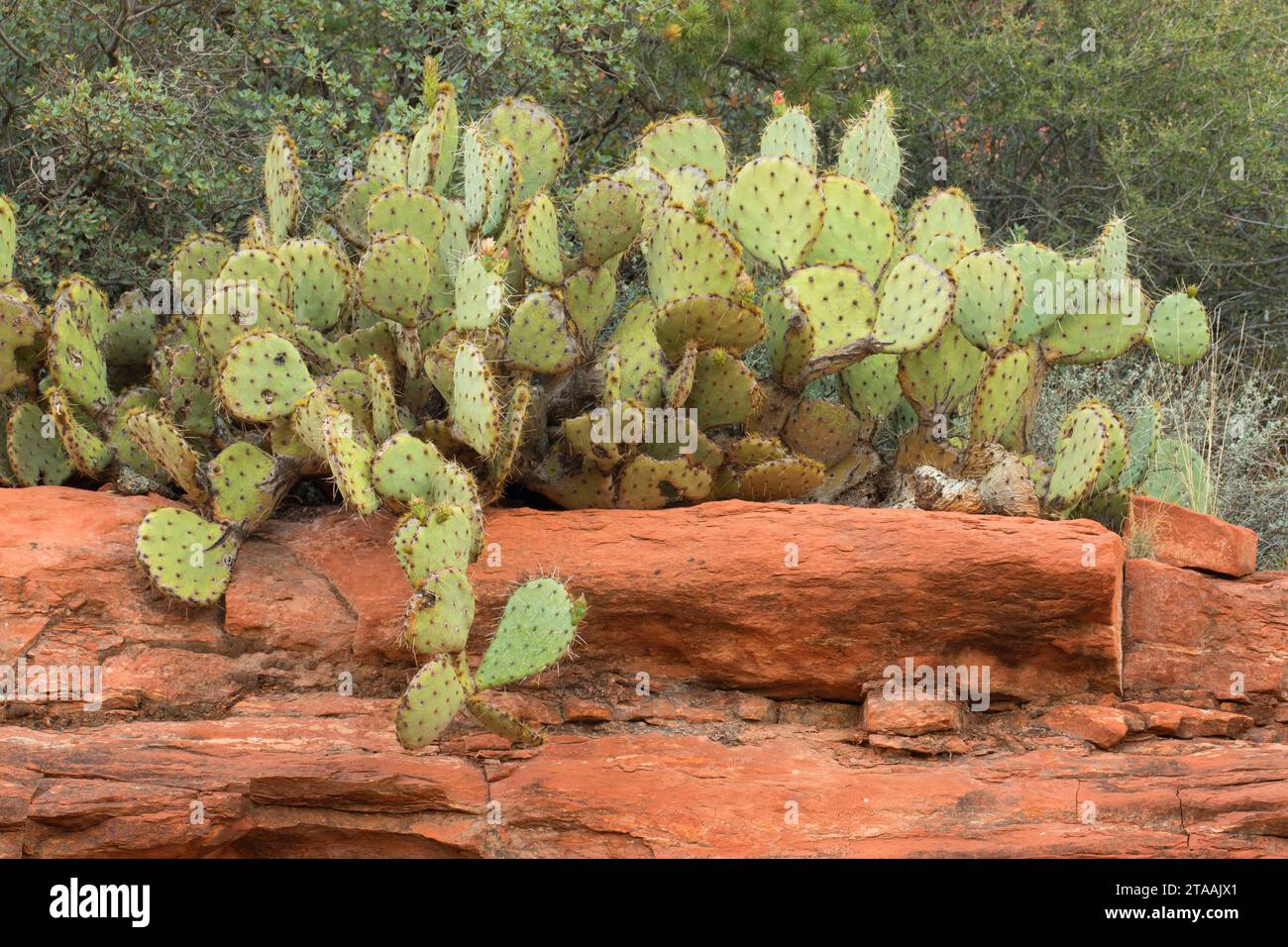 Prickly pear from bell rock pathway hi-res stock photography and images ...