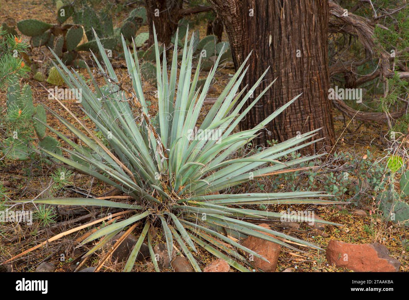 Yucca in Oak Creek Canyon along Huckaby Trail, Coconino National Forest ...