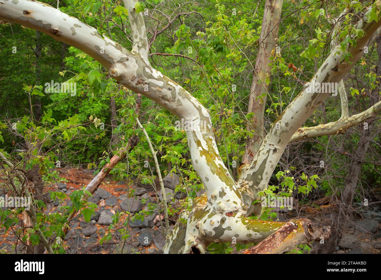 Arizona sycamore in Oak Creek Canyon along Huckaby Trail, Coconino ...