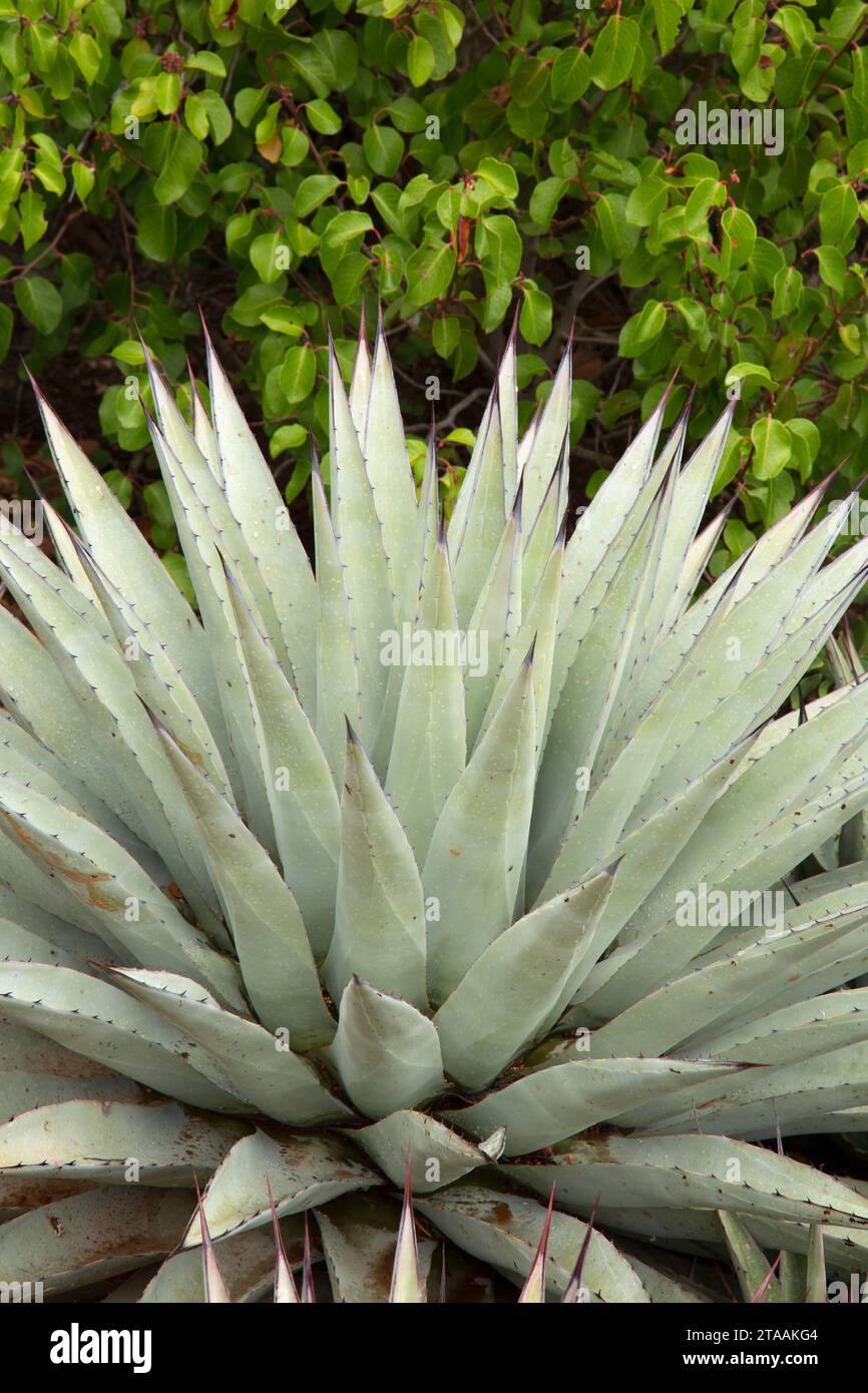 Century plant in Oak Creek Canyon from Allens Bend Trail, Coconino ...