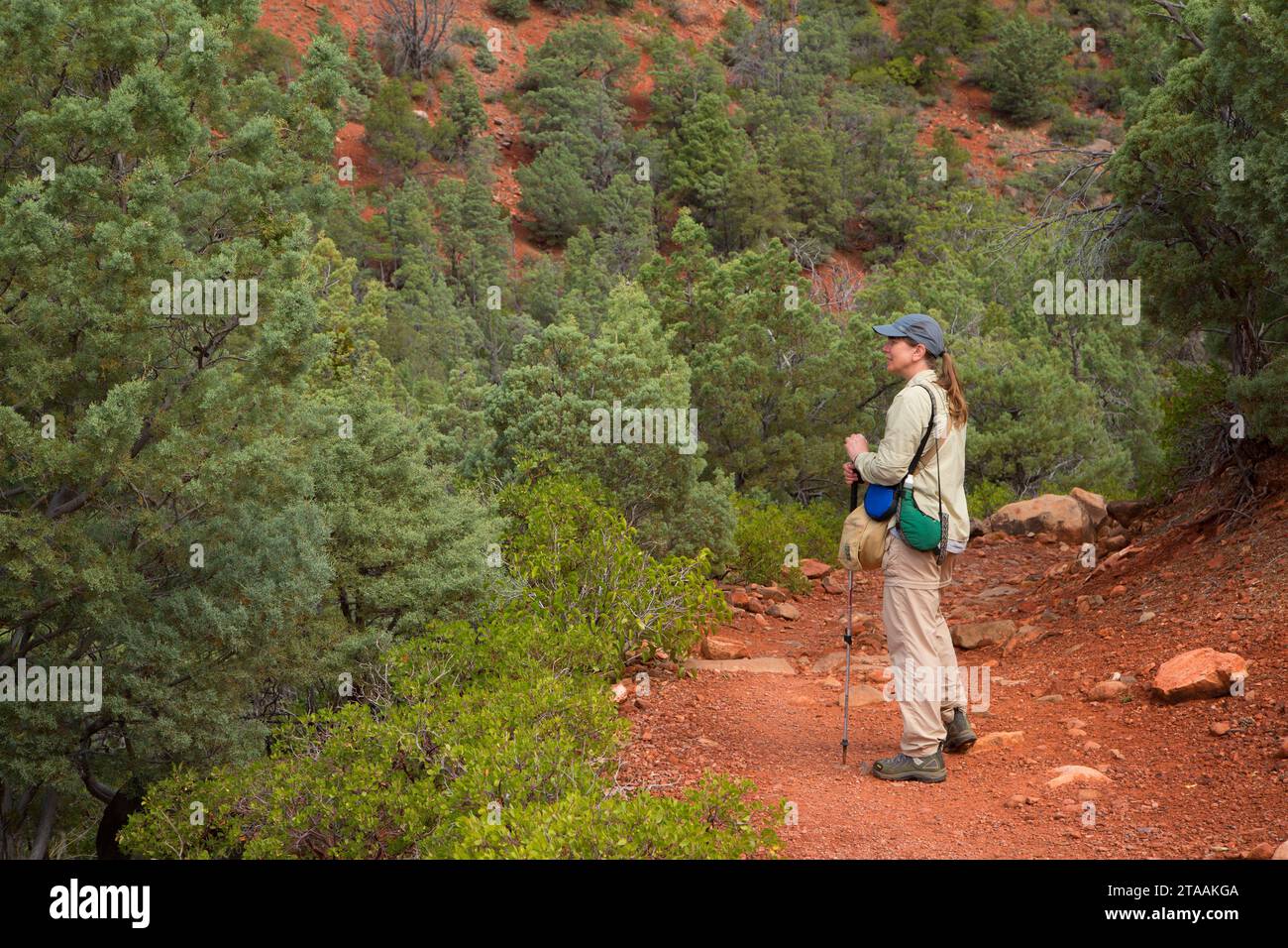 Wilson Canyon Trail, Coconino National Forest, Arizona Stock Photo - Alamy
