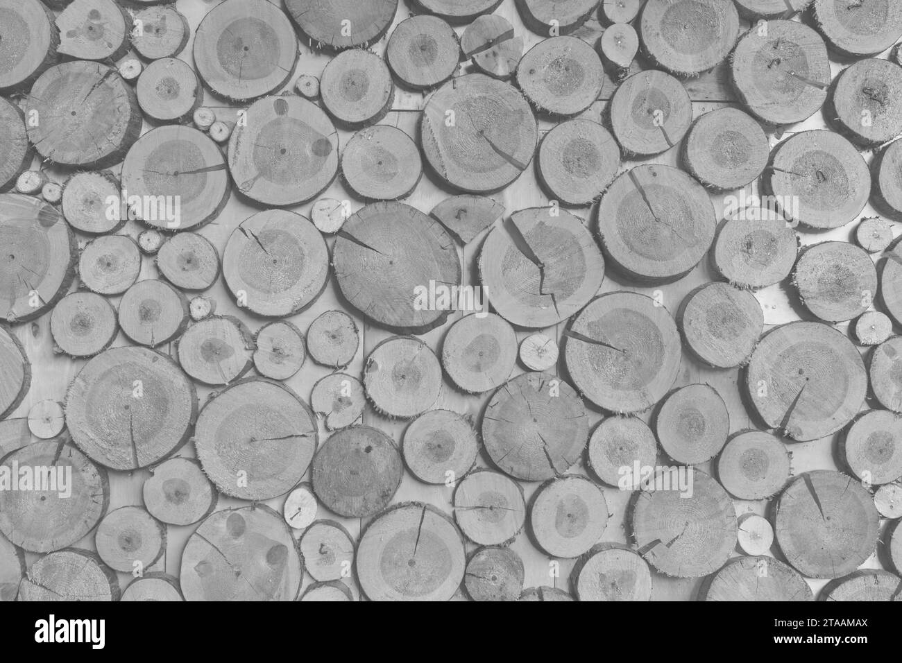 Sawn trunk wood texture Black and White Stock Photos & Images - Alamy