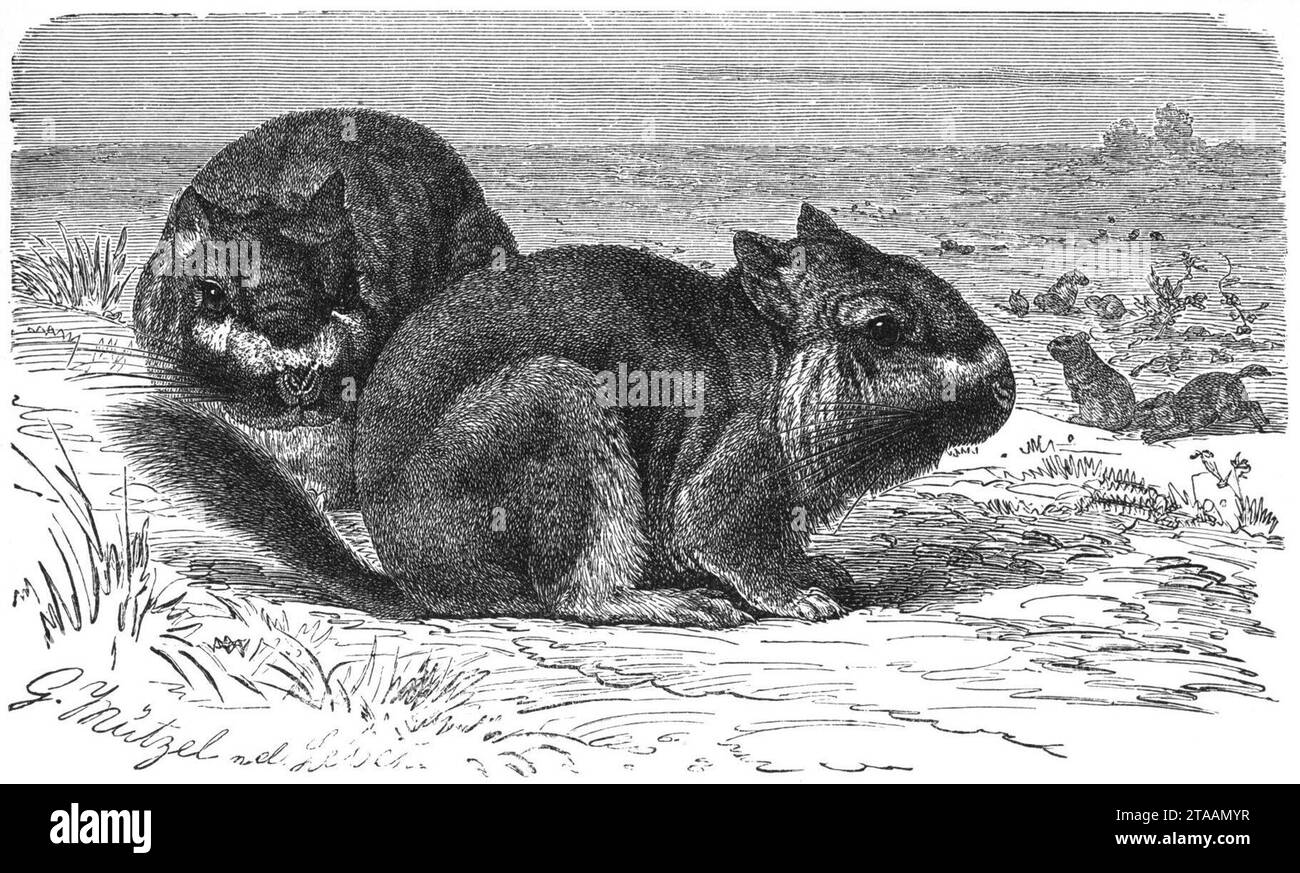 Viscacha drawing hi-res stock photography and images - Alamy