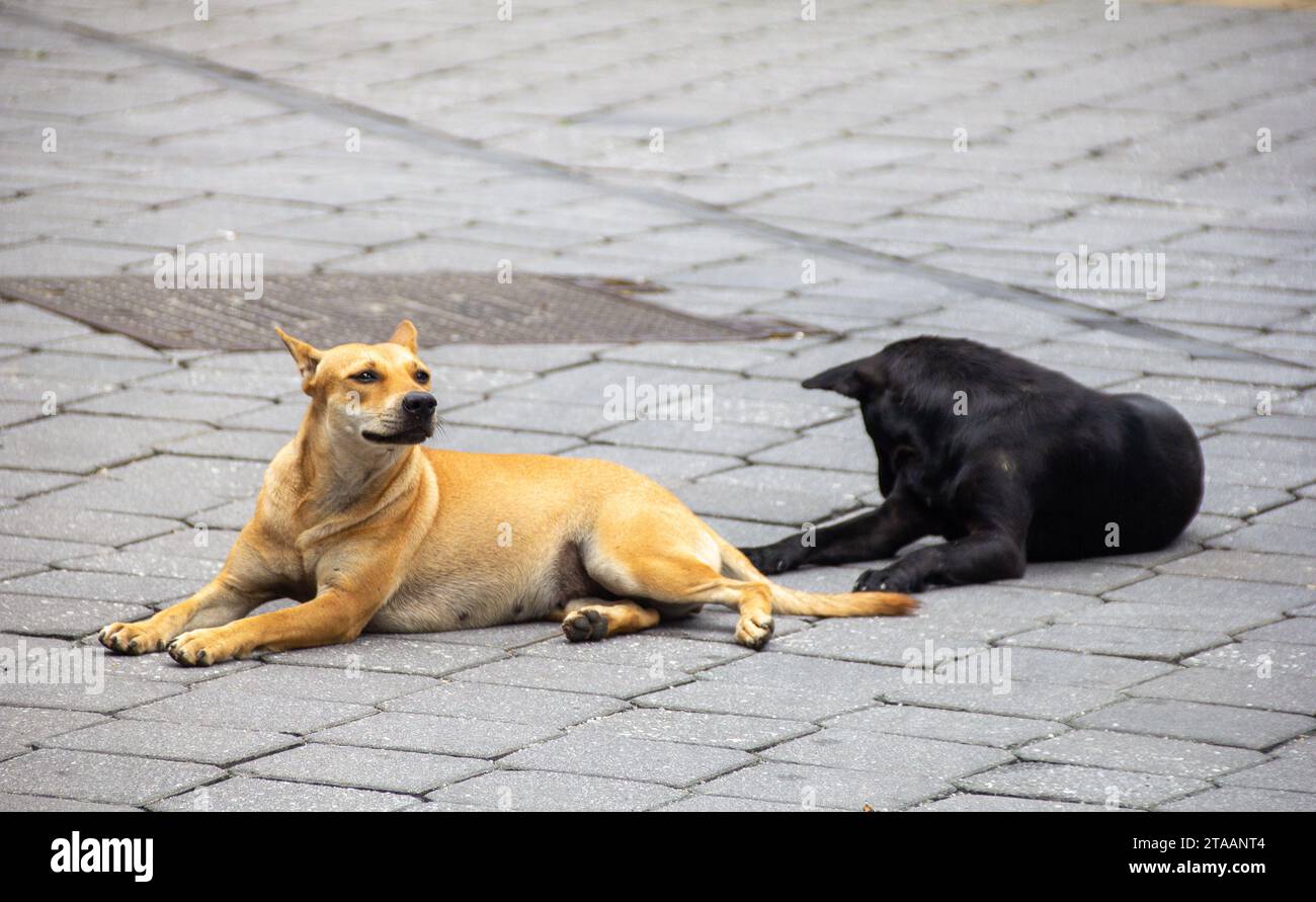LRT sign at the LRT station in Kuala Lumpur, Malaysia Stock Photo - Alamy