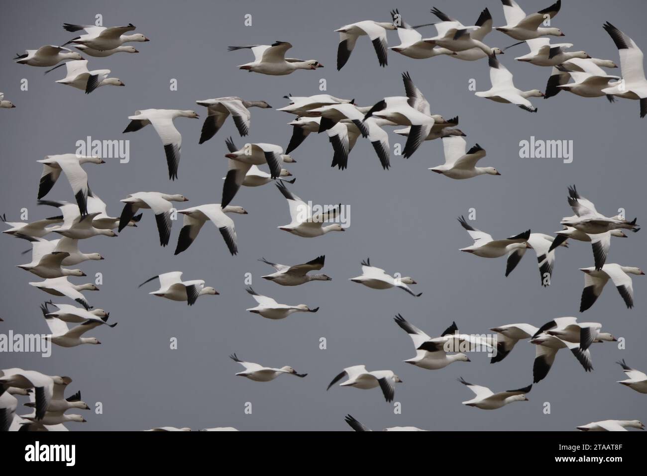 The snow goose (Anser caerulescens) is a species of goose native to ...