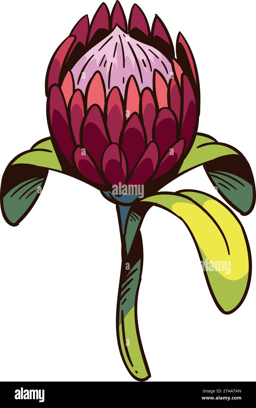 south africa king protea garden Stock Vector Image & Art - Alamy
