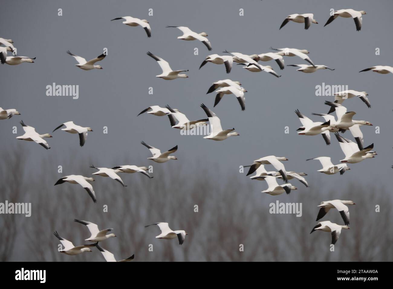 The snow goose (Anser caerulescens) is a species of goose native to ...