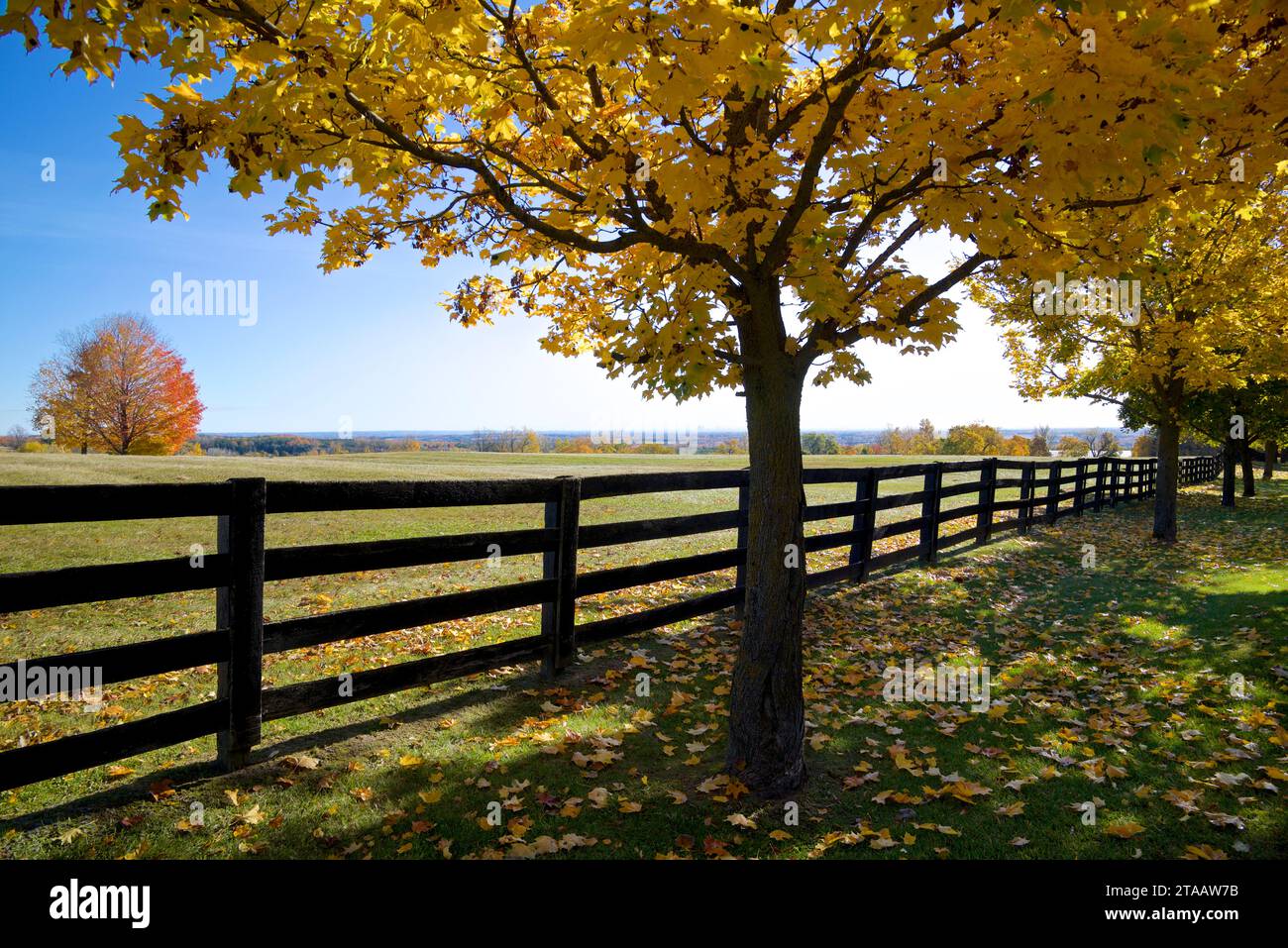 Diminishing perspective view of the wooden rail fence with autumn leaf ...