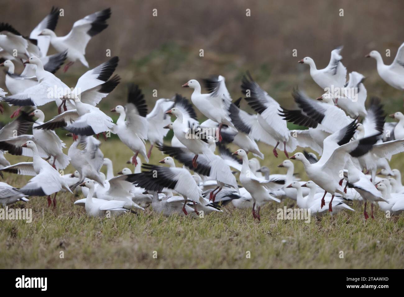 The snow goose (Anser caerulescens) is a species of goose native to ...