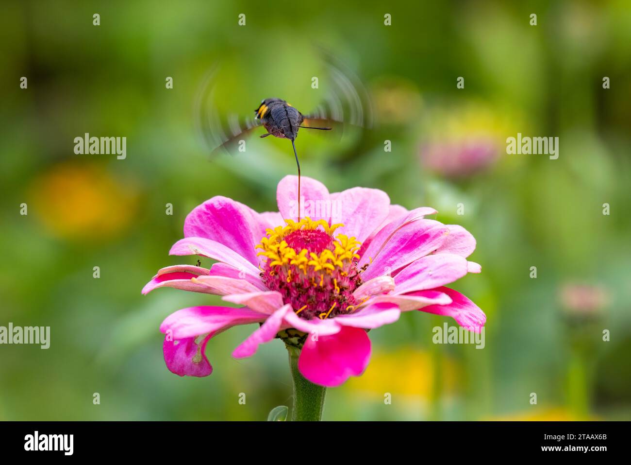 Hummingbird hawk moth at beijing China Stock Photo - Alamy