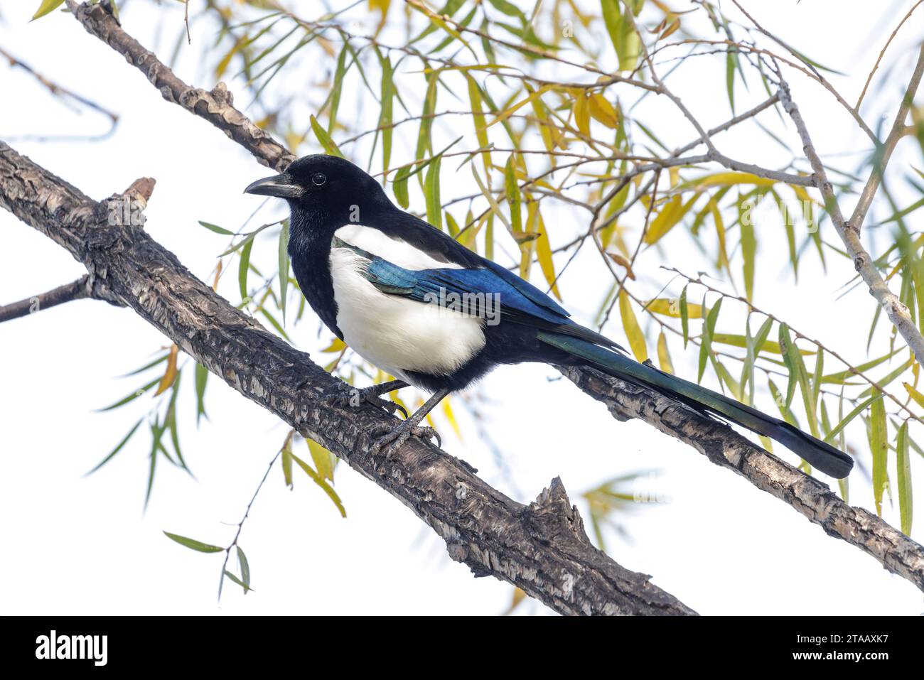 Common Magpie bird at Beijing China Stock Photo - Alamy