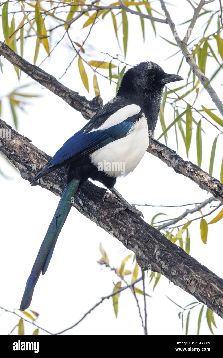 Common Magpie bird at Beijing China Stock Photo - Alamy