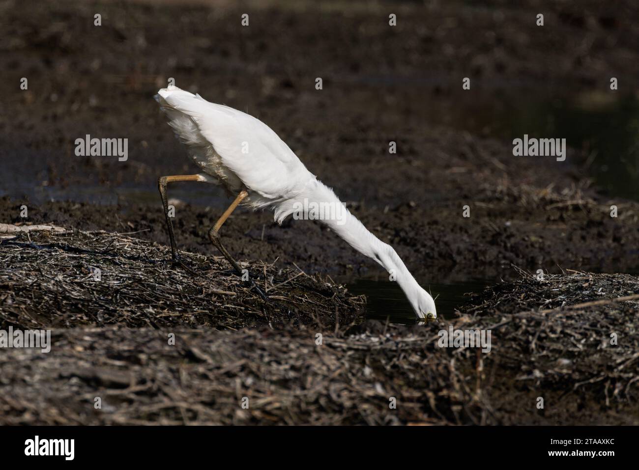 American great white egret hi-res stock photography and images - Alamy