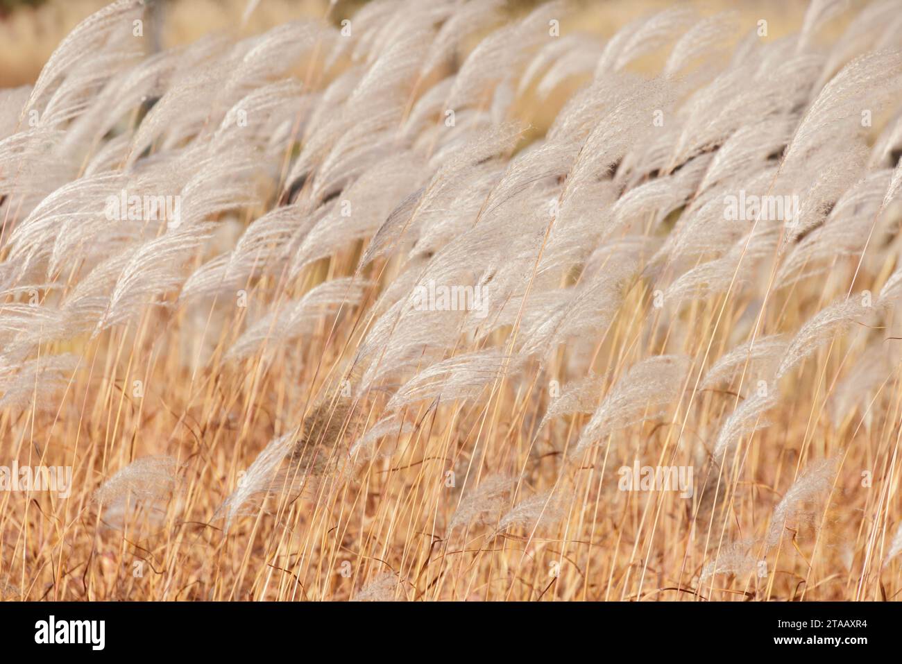 yellow reed background at Beijing China Stock Photo - Alamy