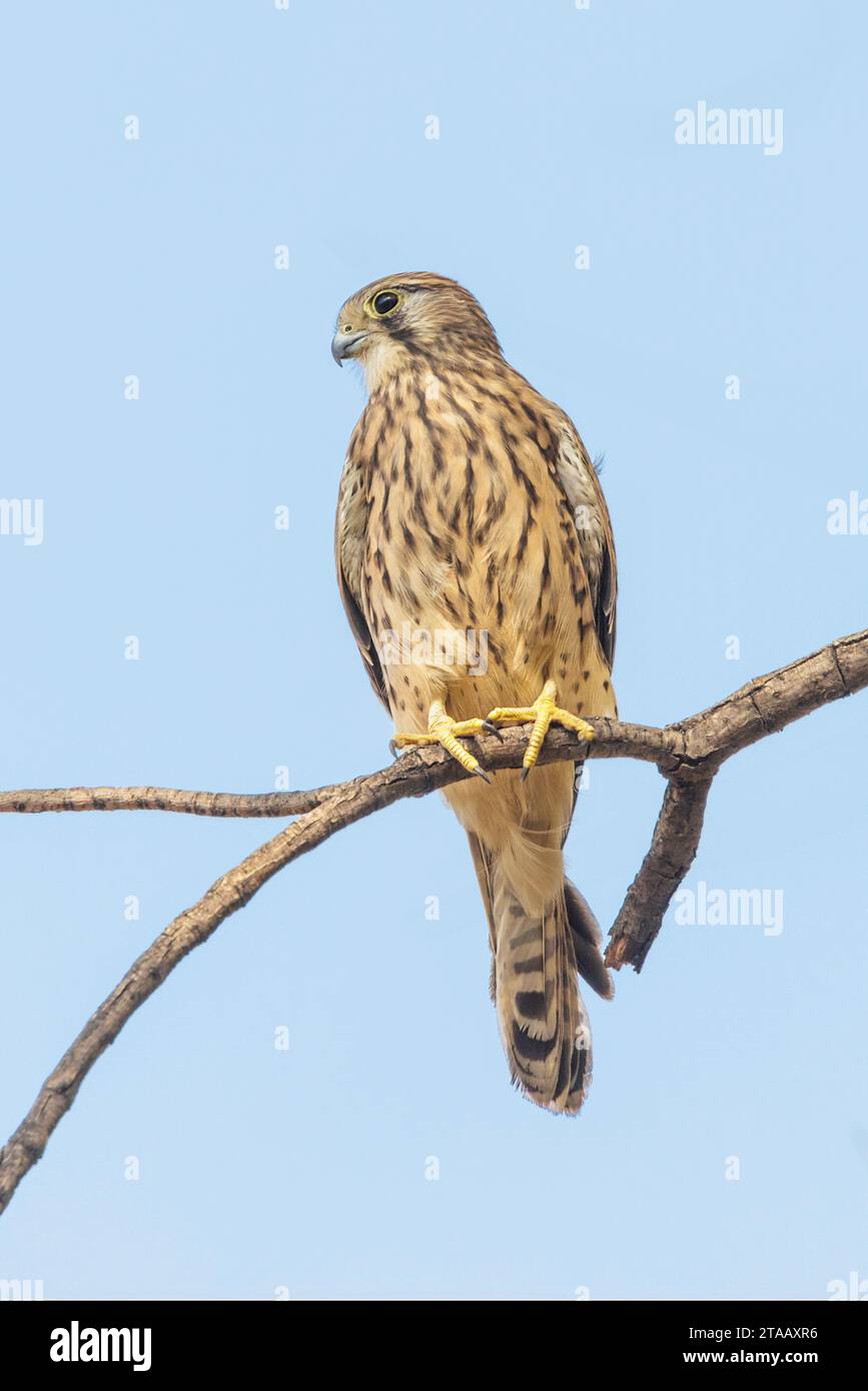 Eurasian Kestrel bird at Beijing China Stock Photo - Alamy