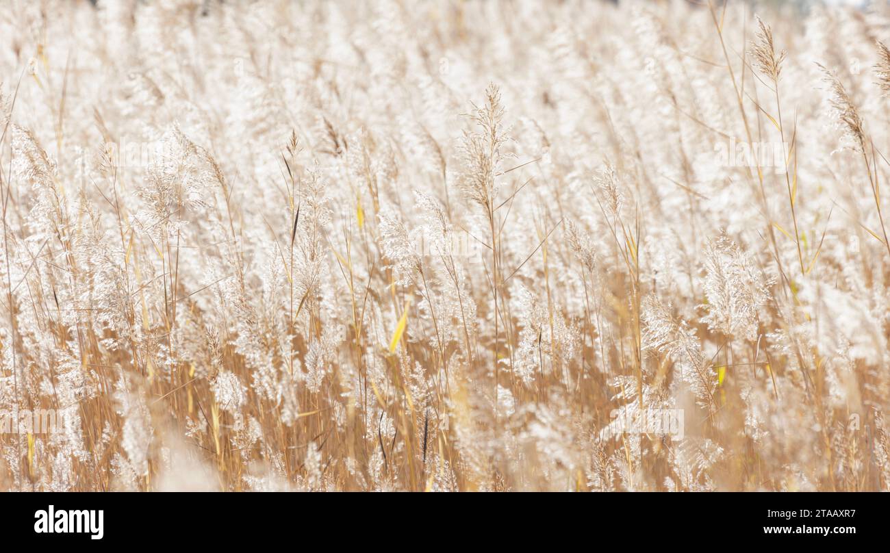 Reed background hi-res stock photography and images - Alamy