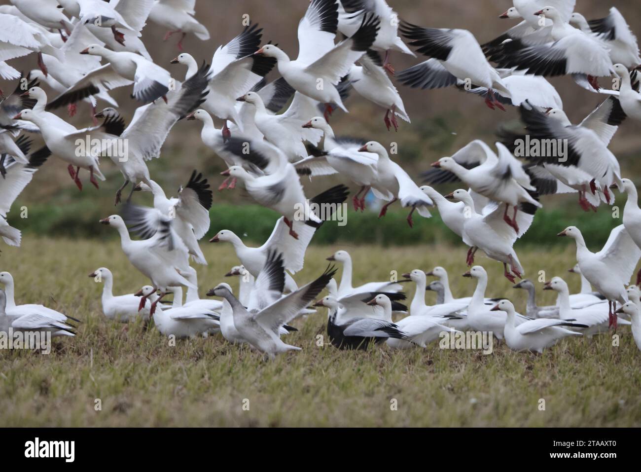 The snow goose (Anser caerulescens) is a species of goose native to ...