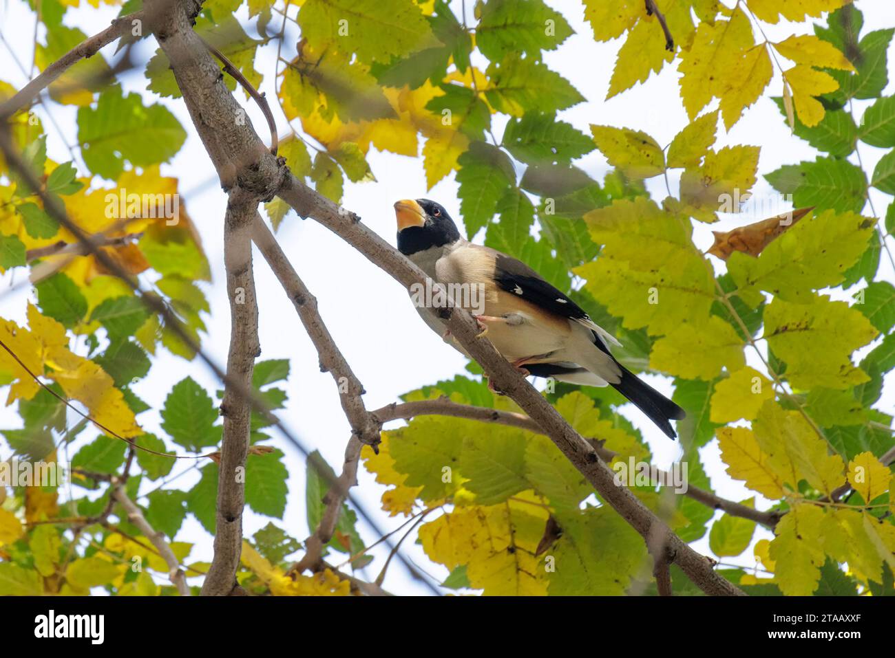 Chinese Grosbeak bird at Beijing China Stock Photo - Alamy