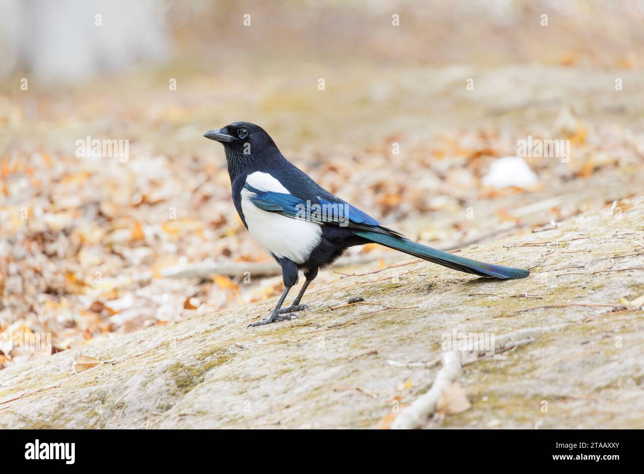 Common Magpie bird at Beijing China Stock Photo - Alamy