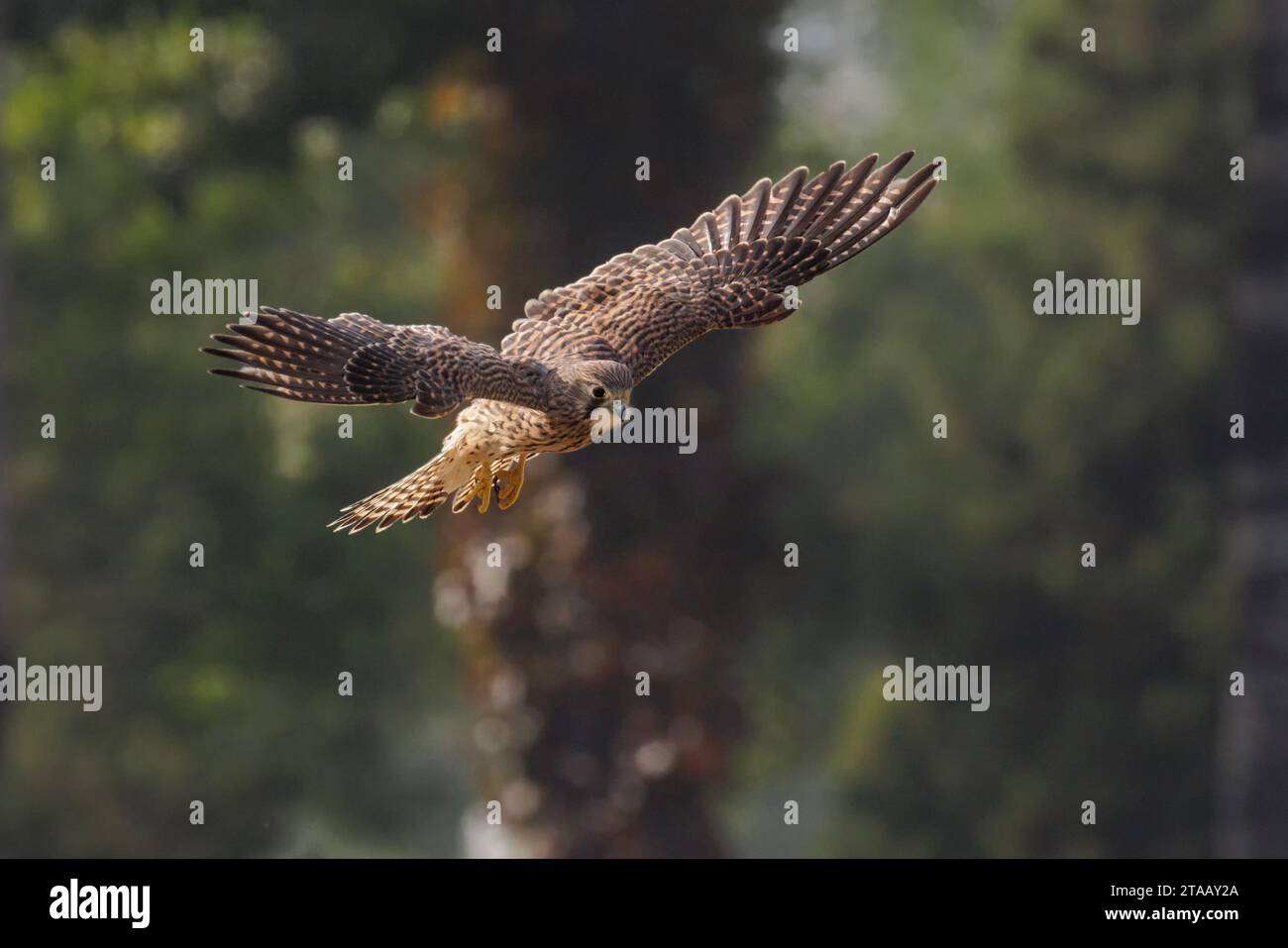 Birds flying china hi-res stock photography and images - Alamy