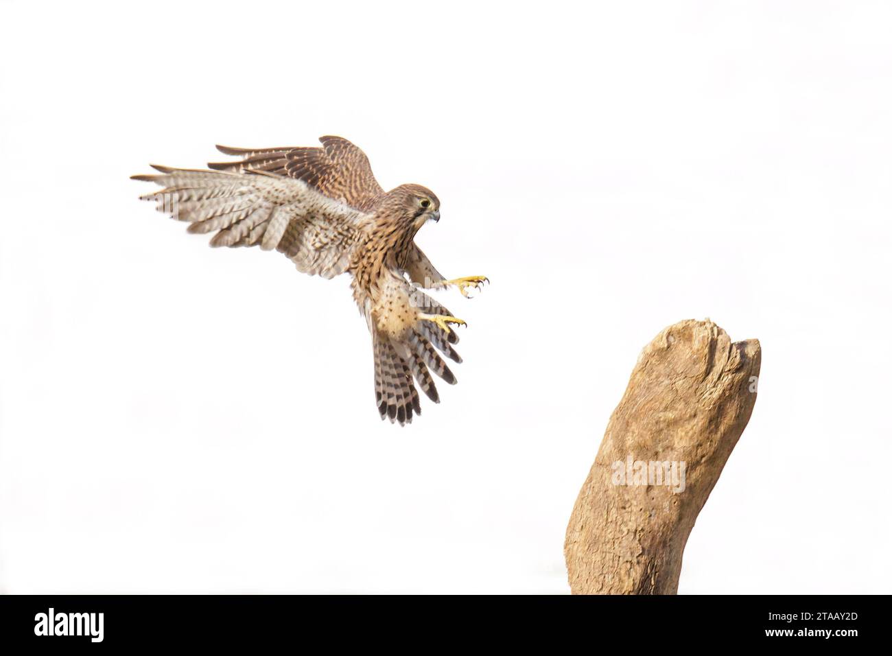 Eurasian Kestrel bird at Beijing China Stock Photo - Alamy