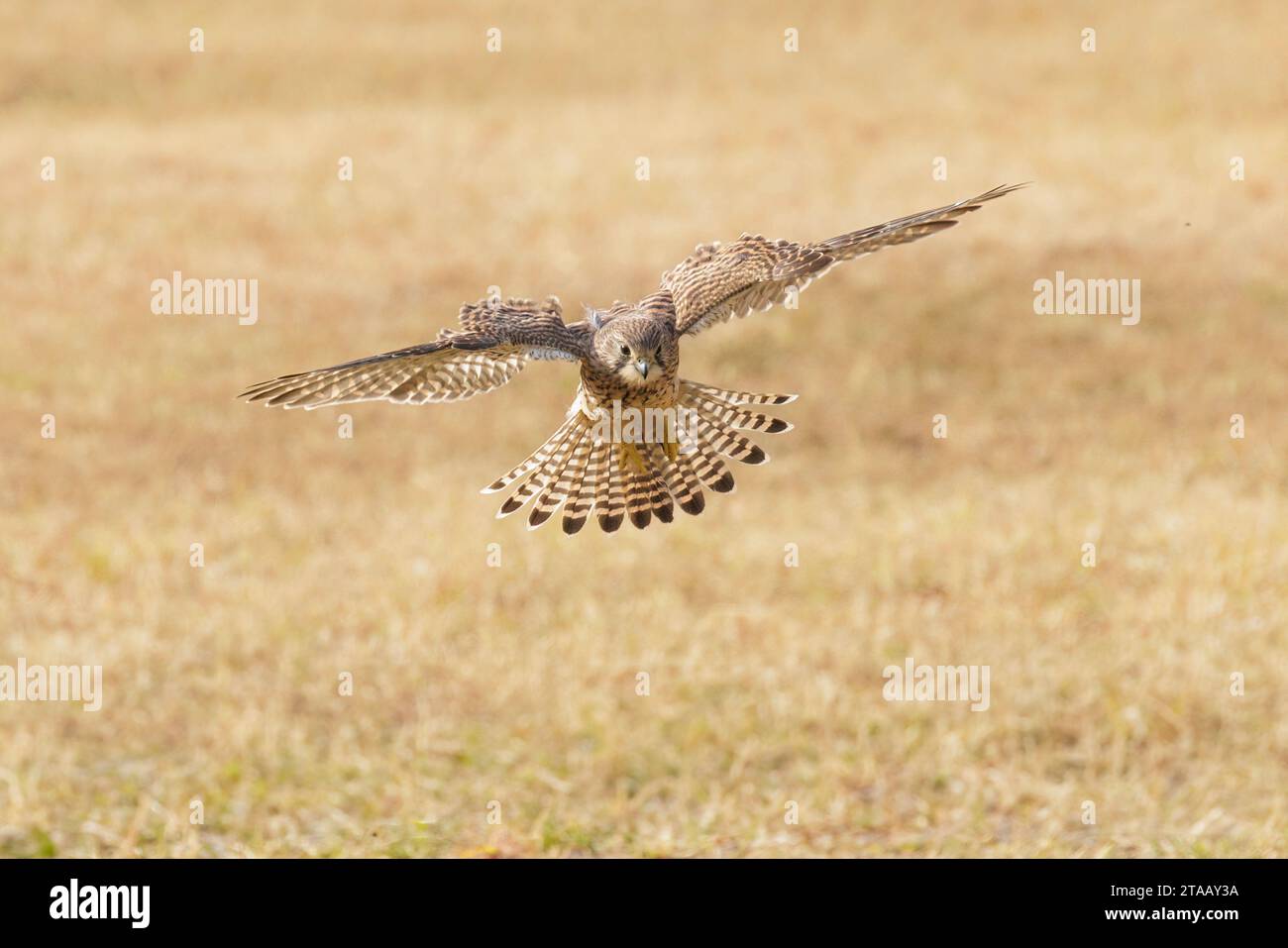 Eurasian Kestrel bird at Beijing China Stock Photo - Alamy