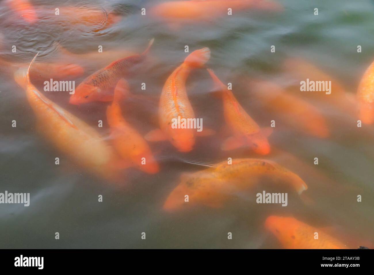 Red carp hi-res stock photography and images - Alamy