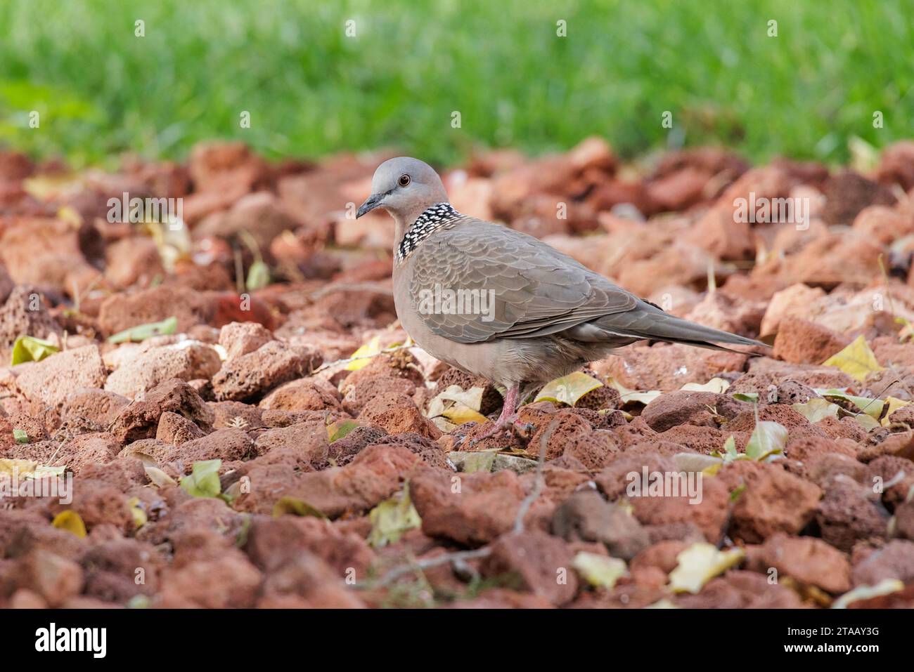 Spotted Dove bird at Beijing China Stock Photo - Alamy