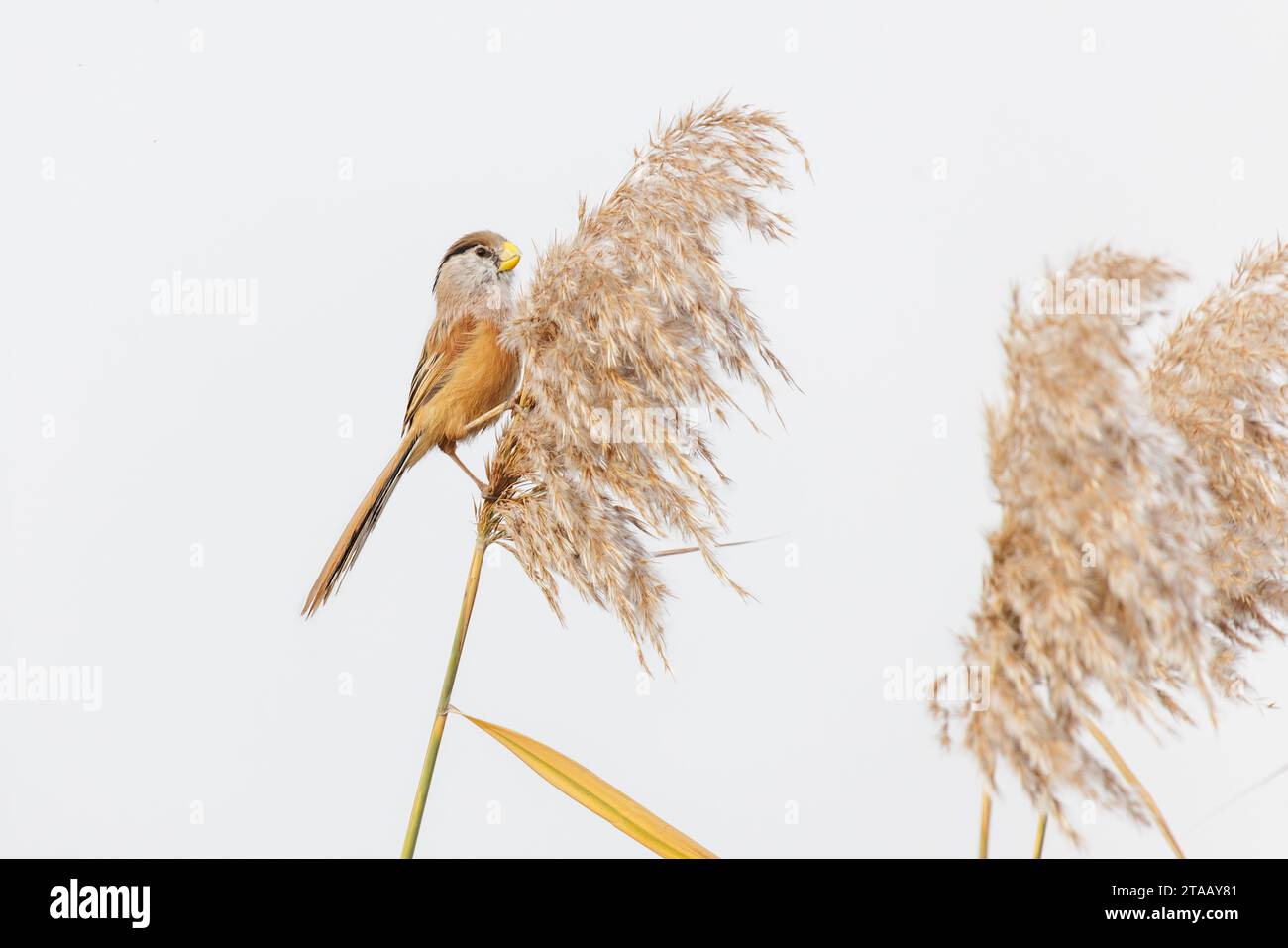 Reed birds hi-res stock photography and images - Alamy