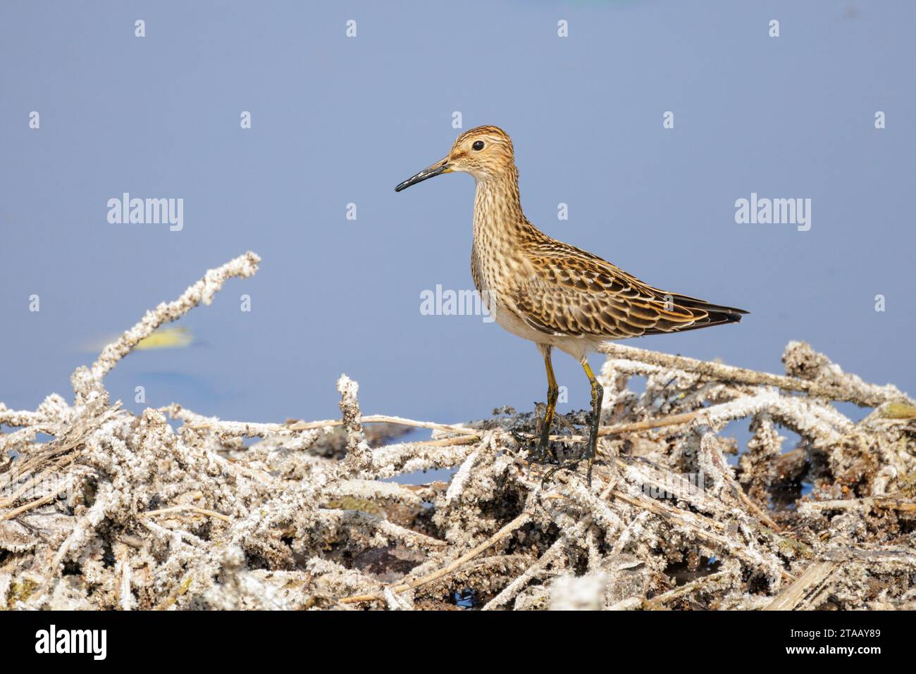 Pectoral Sandpiper bird at Vancouver BC Canada Stock Photo - Alamy