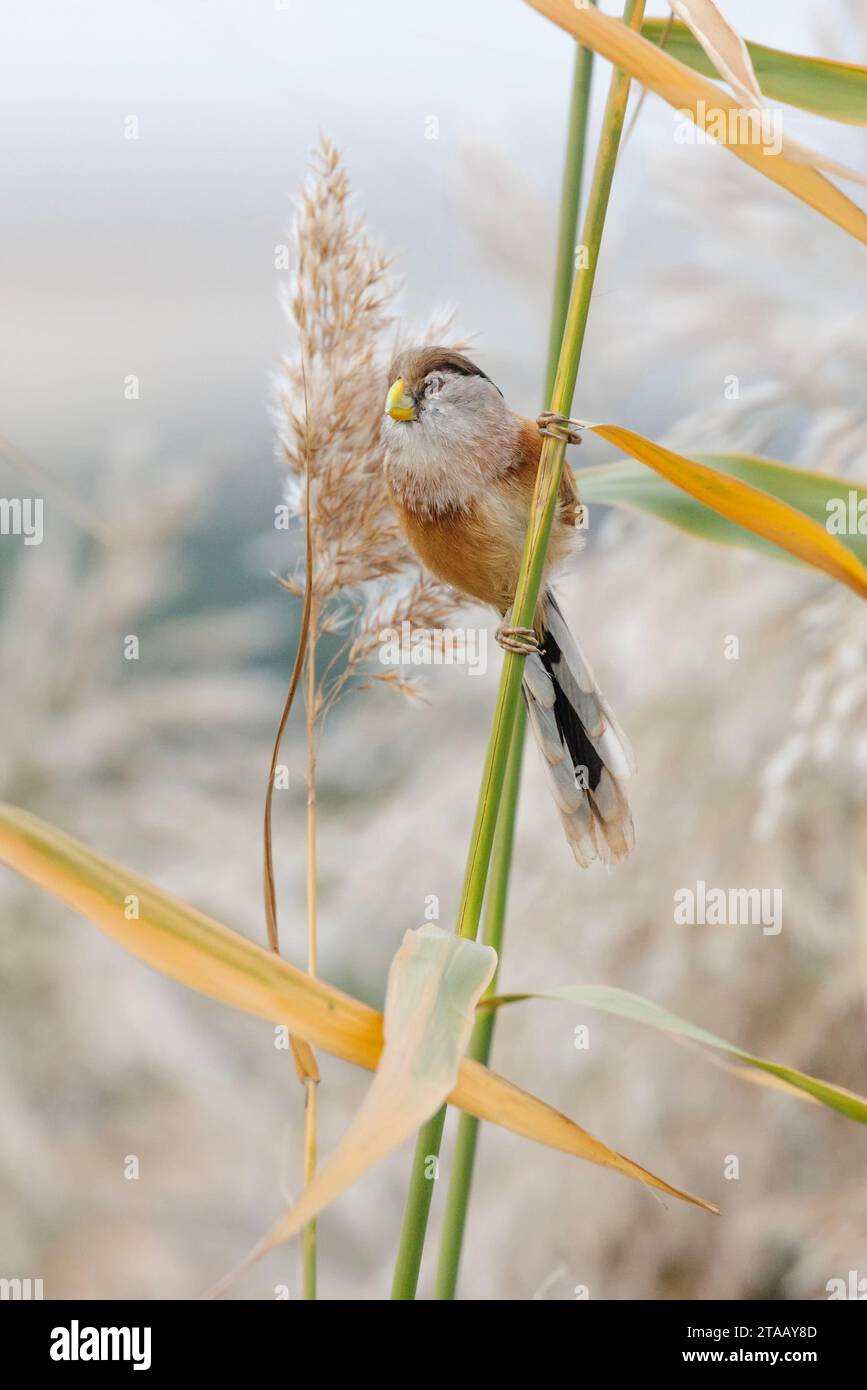 Reed Parrotbill bird at Beijing China Stock Photo - Alamy