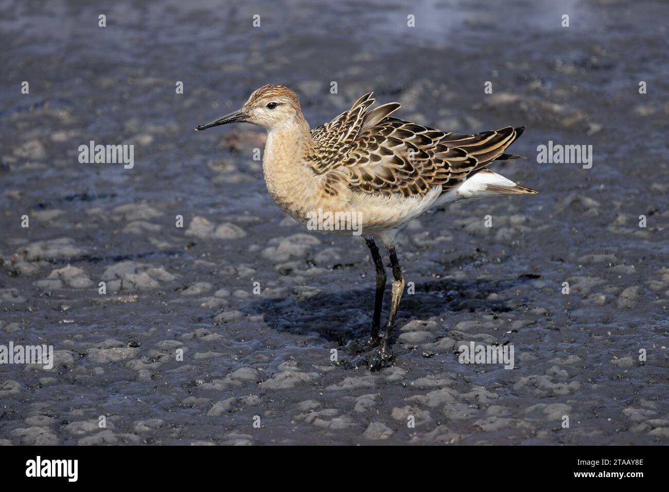 American sandpiper hi-res stock photography and images - Alamy