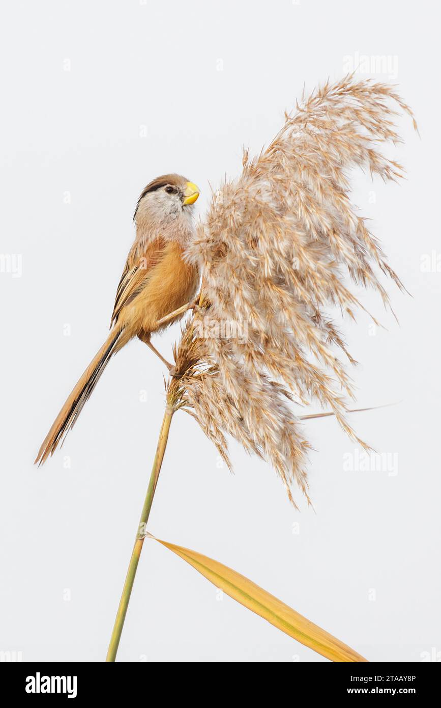 Parrotbill hi-res stock photography and images - Alamy