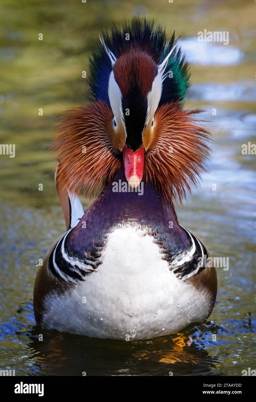 Beijing duck hi-res stock photography and images - Alamy