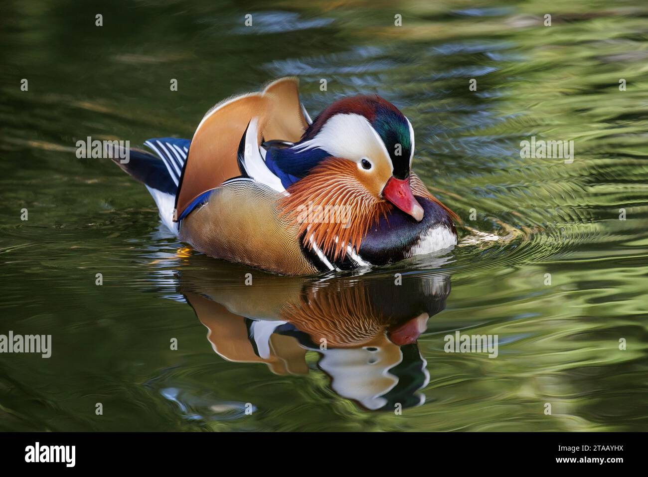 Mandarin duck bird at Beijing China Stock Photo - Alamy