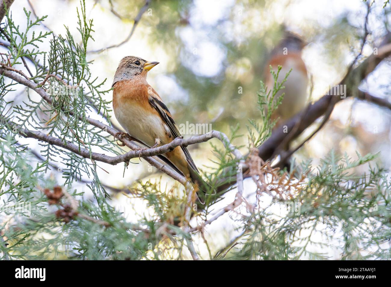 Brambling bird at Beijing China Stock Photo - Alamy