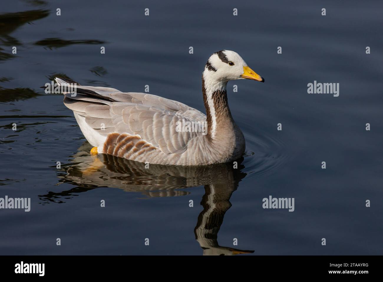 Bar headed Goose bird at Beijing China Stock Photo - Alamy
