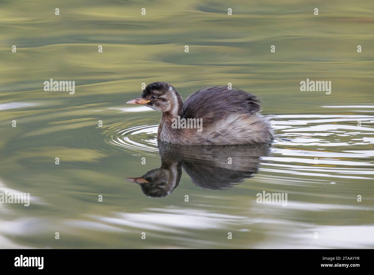 Young little grebe hi-res stock photography and images - Alamy