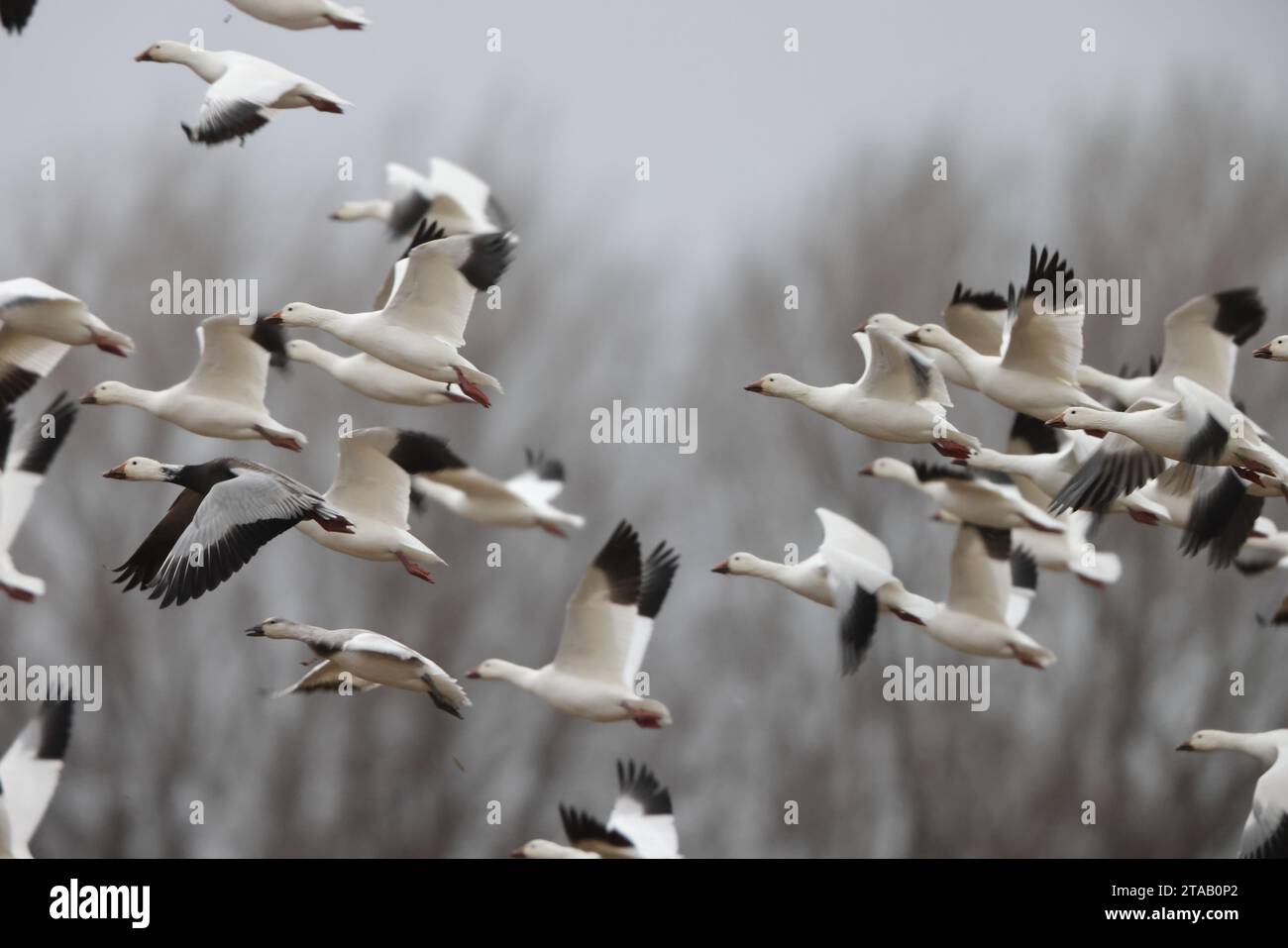 The snow goose (Anser caerulescens) is a species of goose native to ...