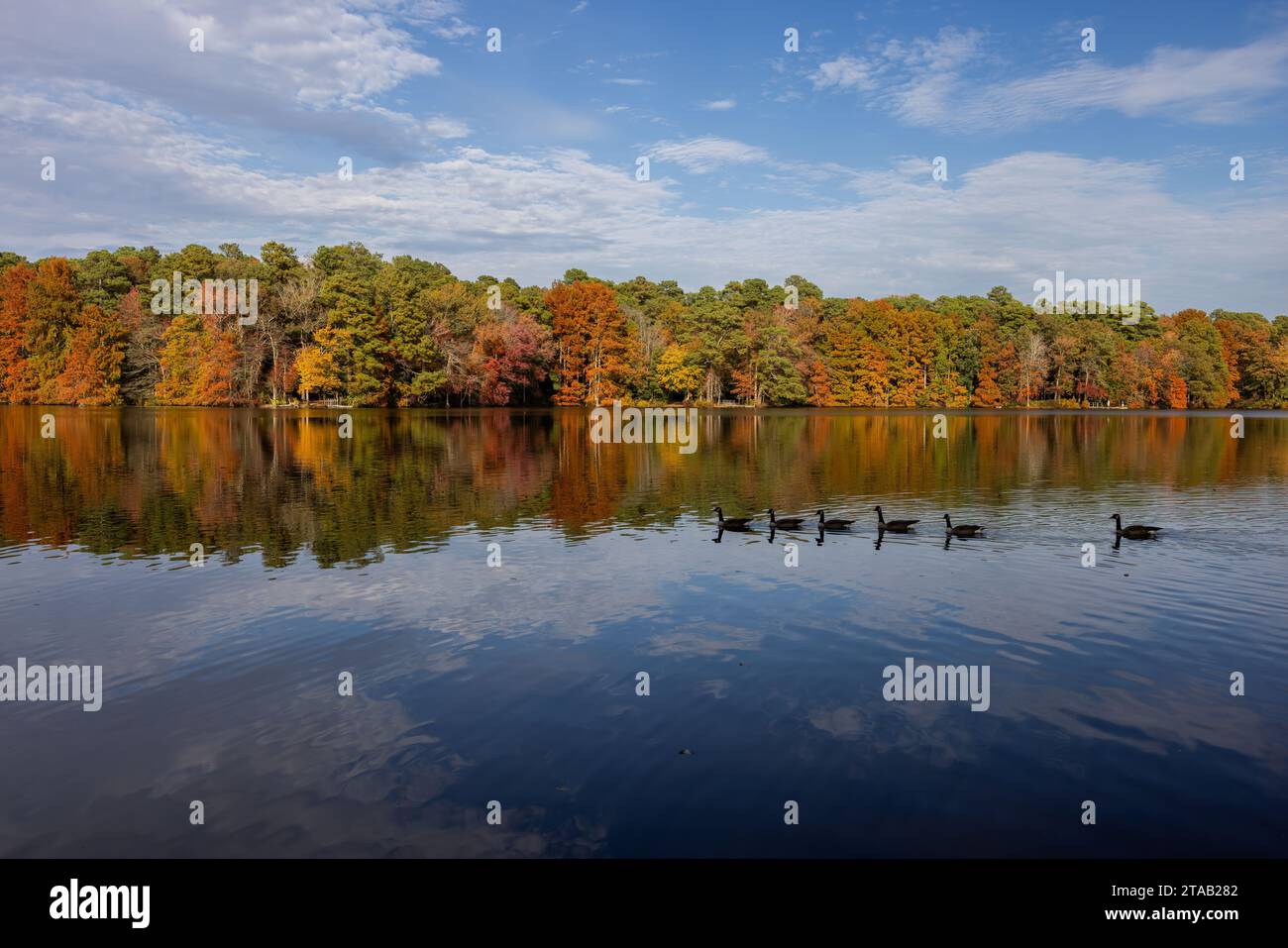 Geese swimming in the pond in autumn, Trap Pond State Park, Delaware ...