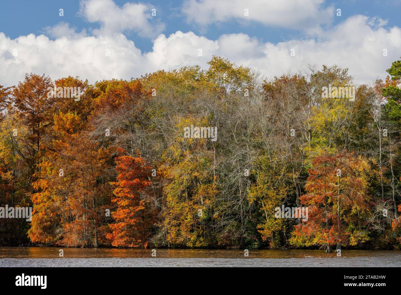 Colorful trees in autumn, Trap Pond State Park, Delaware Stock Photo ...