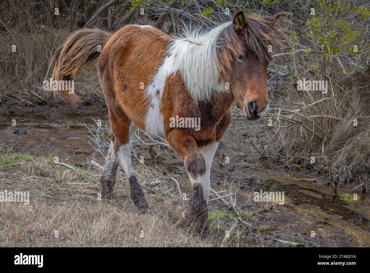 One of the famous wild ponies, Assateague Island National Seashore ...