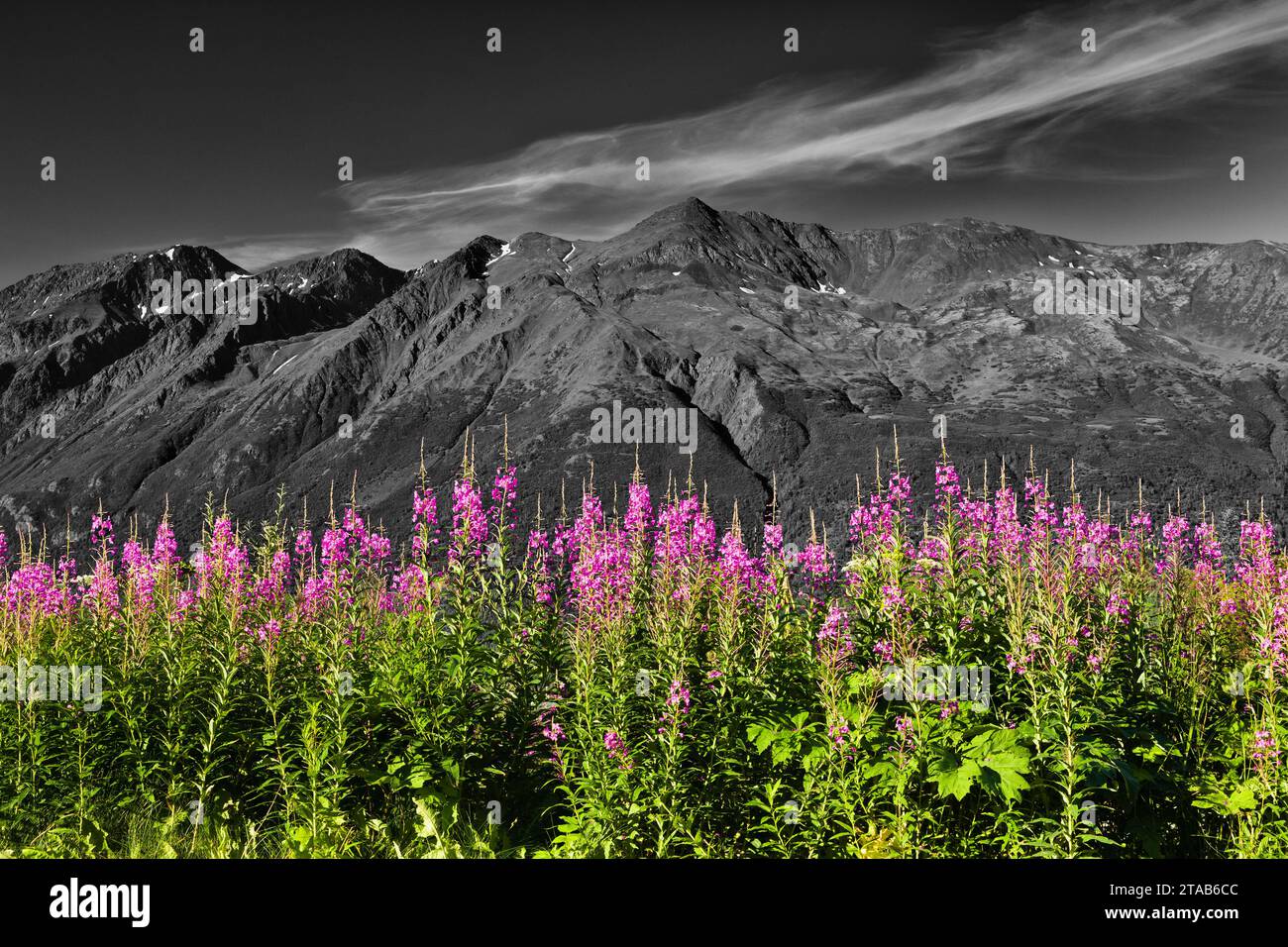 Fireweed (Epilobium angustifolium), Chugach State Park, Alaska Stock Photo - Alamy