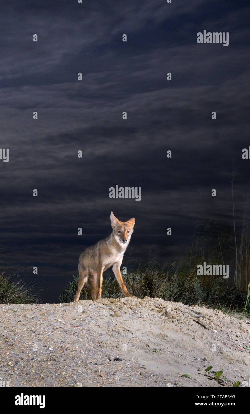 Coyote (Canis latrans) on sand dune at night under cloudy sky ...