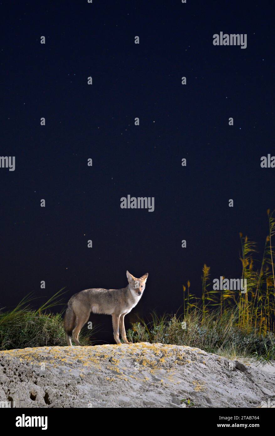 Coyote (Canis latrans) on sand dune at night under starry sky ...
