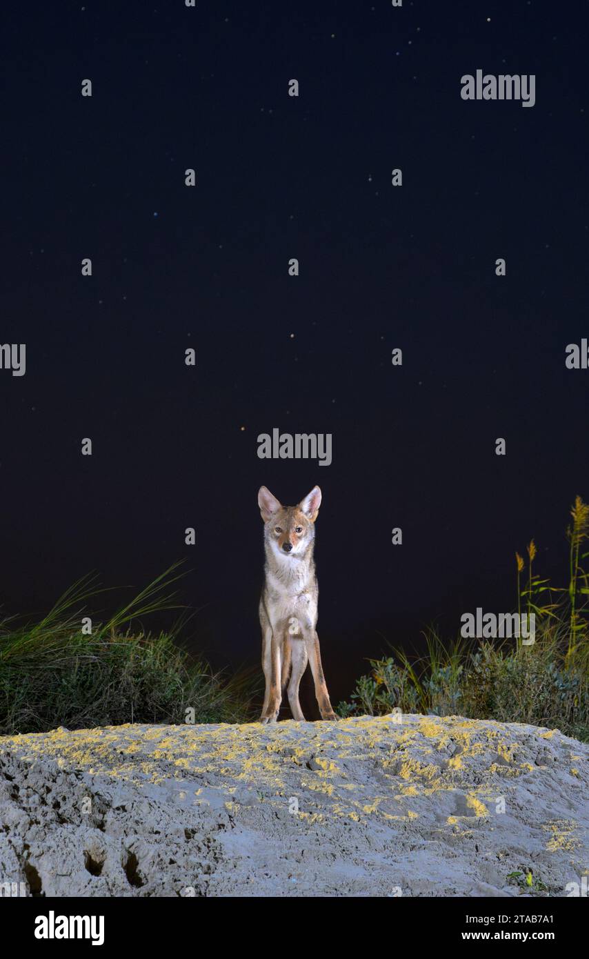 Coyote (Canis latrans) on sand dune at night under starry sky ...